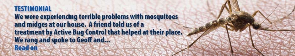 Carpet and Pantry Moth